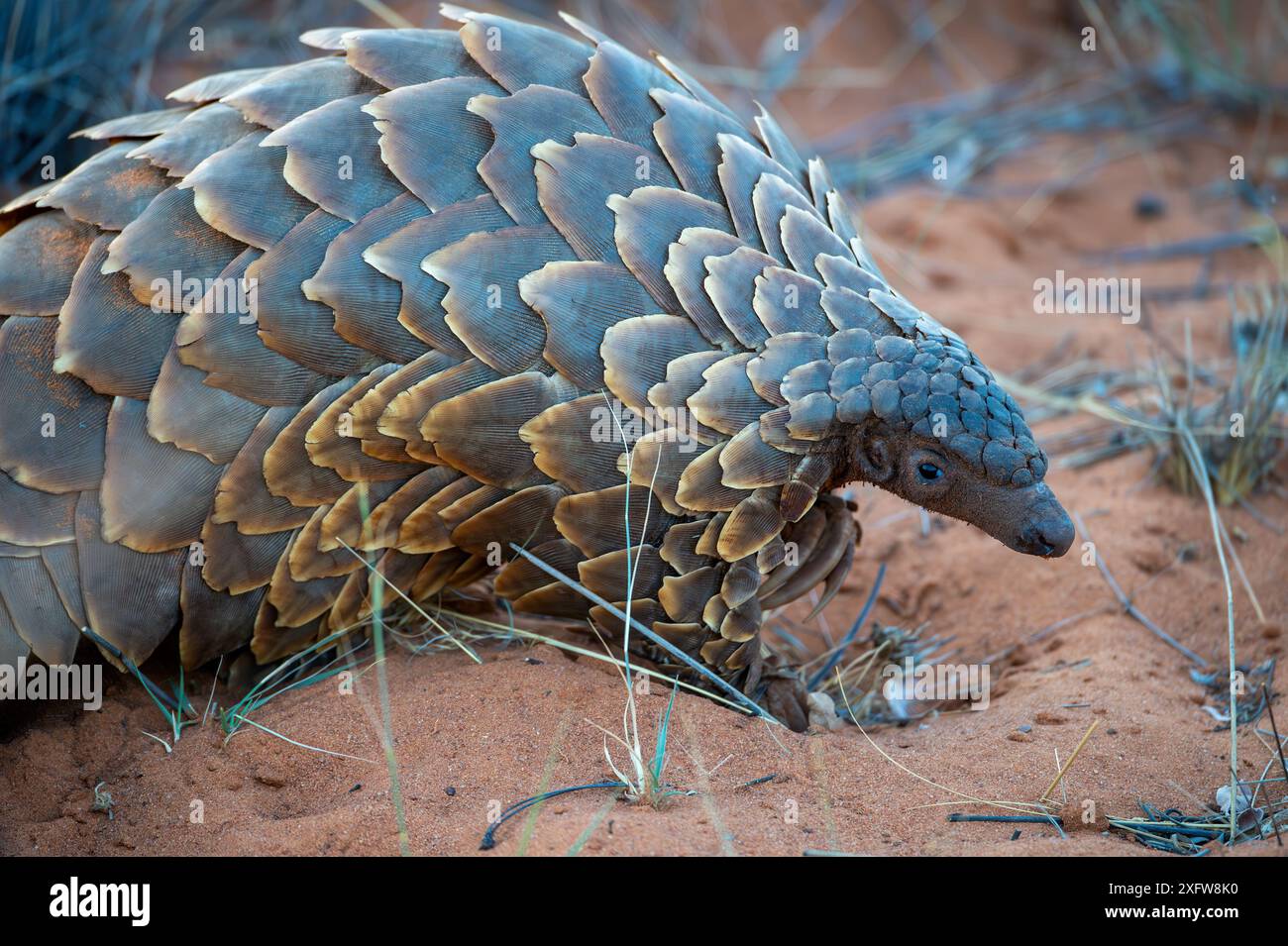 Pangolin foraging for food in the Kalahari Stock Photo - Alamy