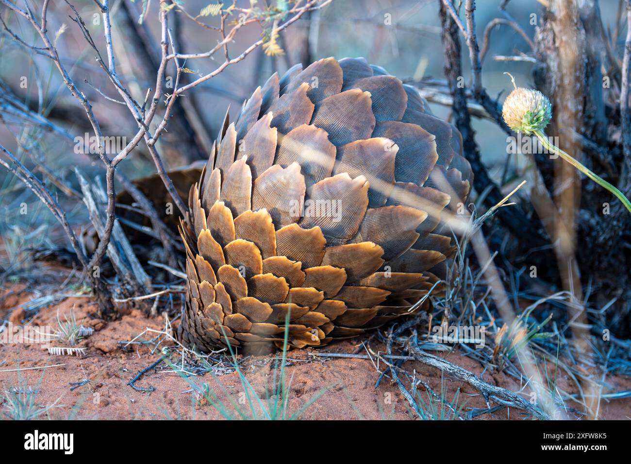 Pangolin foraging for food in the Kalahari Stock Photo - Alamy