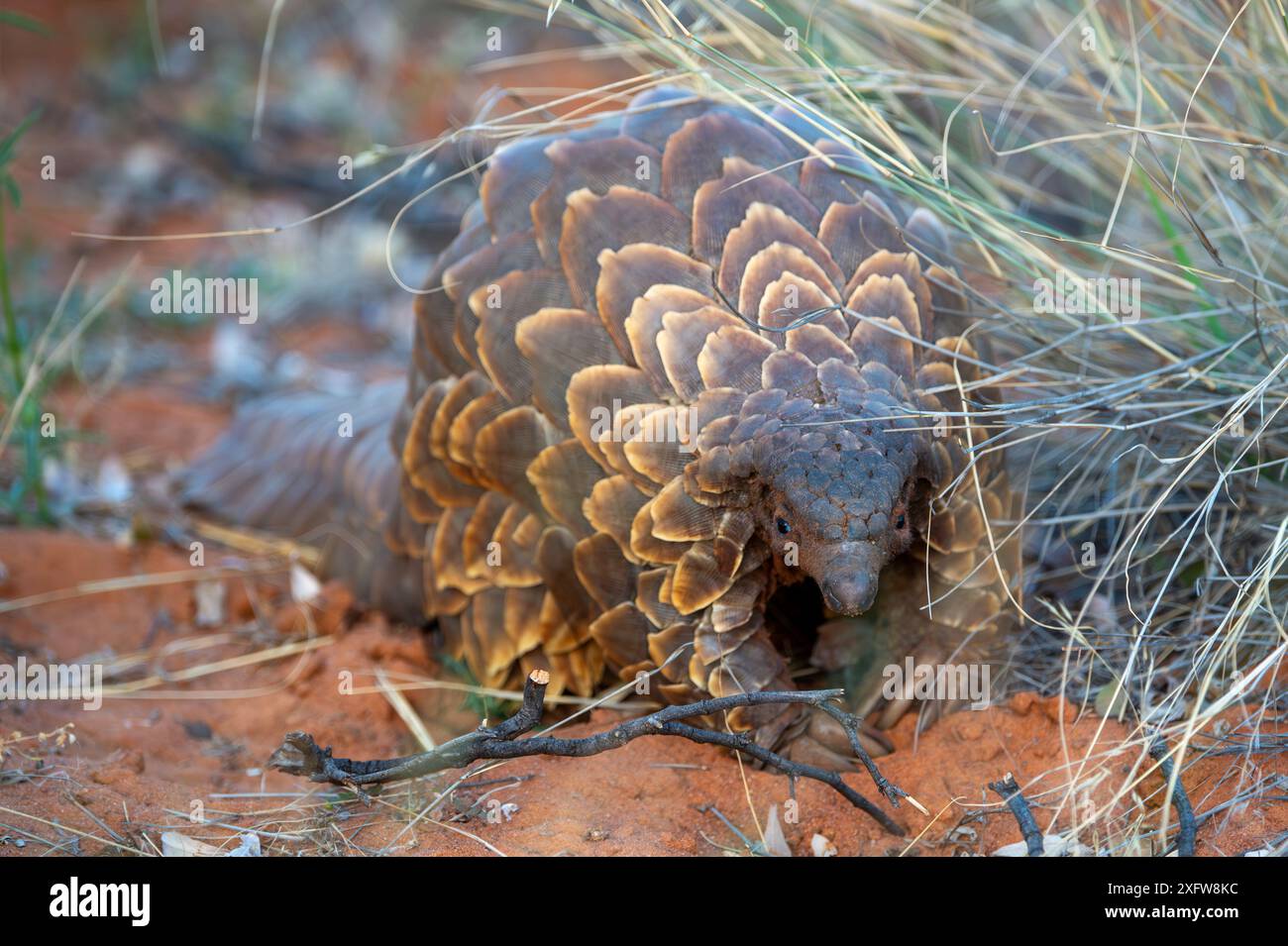 Pangolin foraging for food in the Kalahari Stock Photo - Alamy