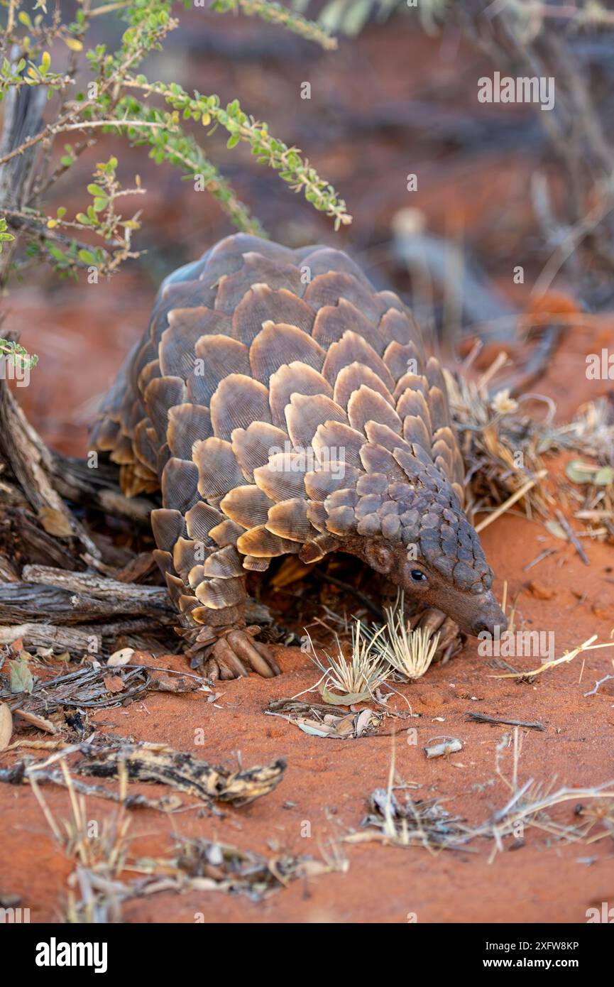 Pangolin foraging for food in the Kalahari Stock Photo - Alamy