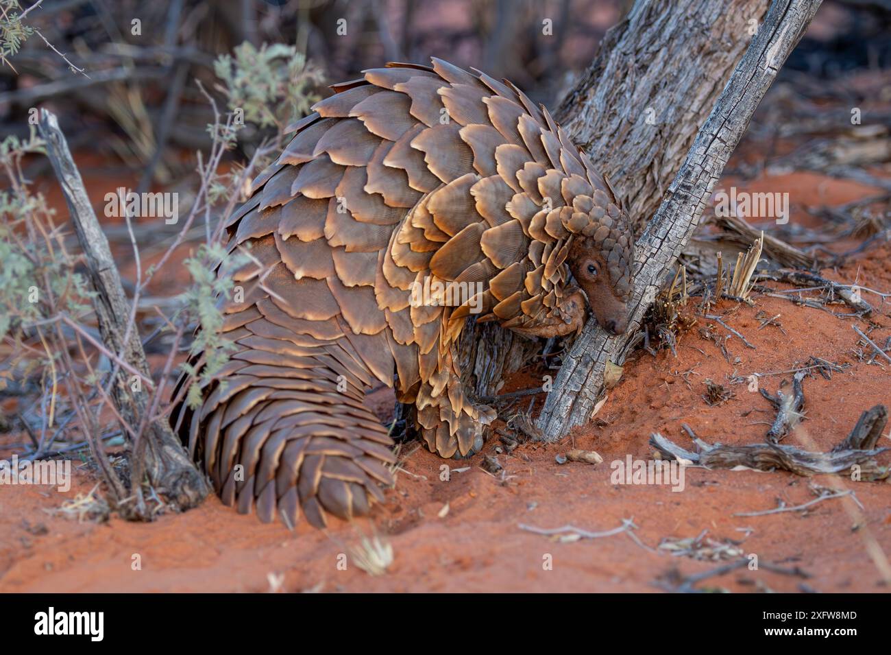 Pangolin foraging for food in the Kalahari Stock Photo - Alamy