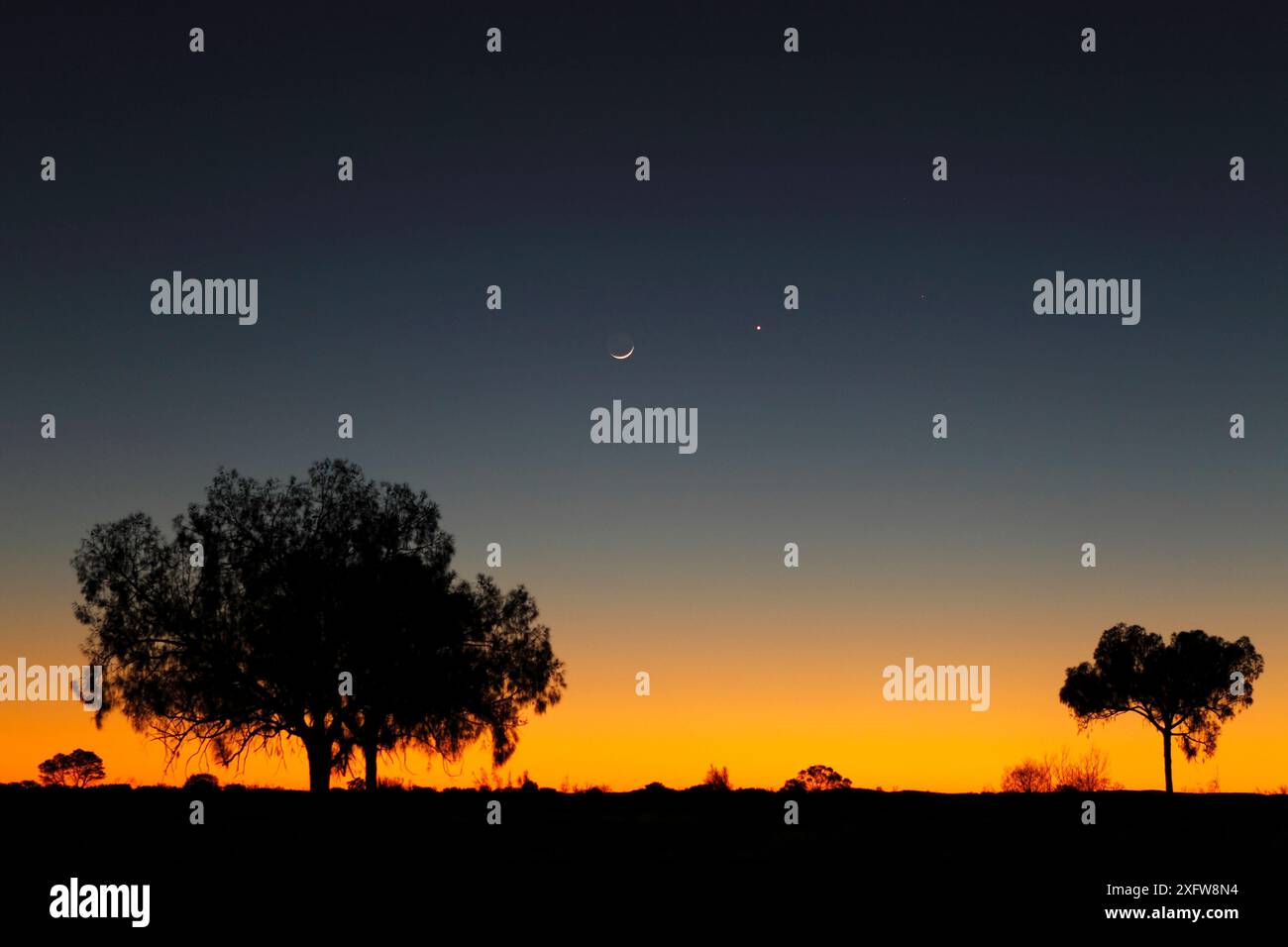 Trees silhouetted at sunset, Uluru-Kata Tjuta National Park, Northern ...