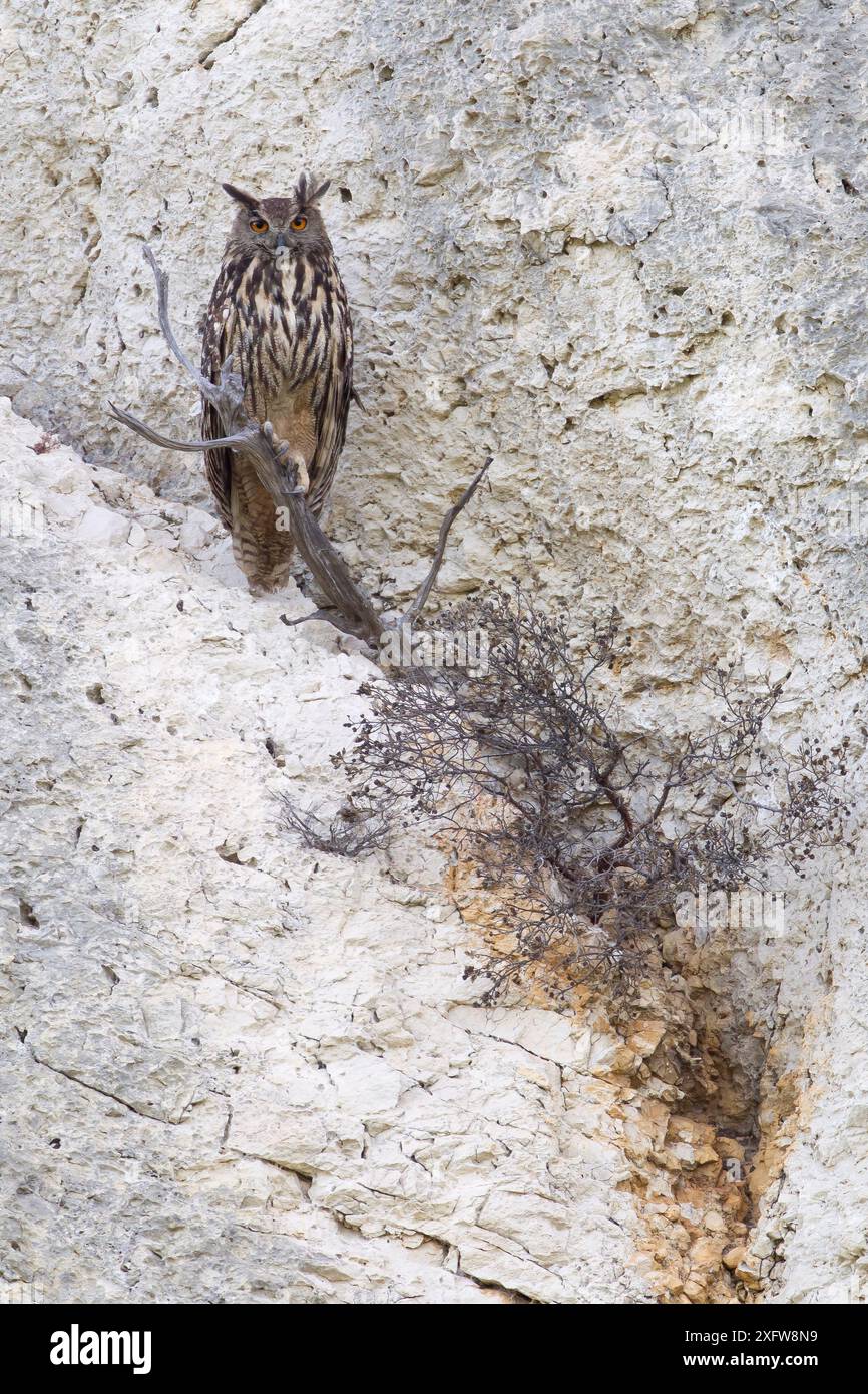 Eurasian eagle-owl (Bubo Bubo) Alpilles, France, June Stock Photo - Alamy