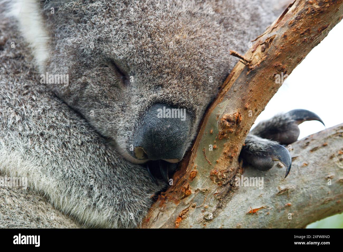 Koala sleeping in tree cape hi-res stock photography and images - Alamy
