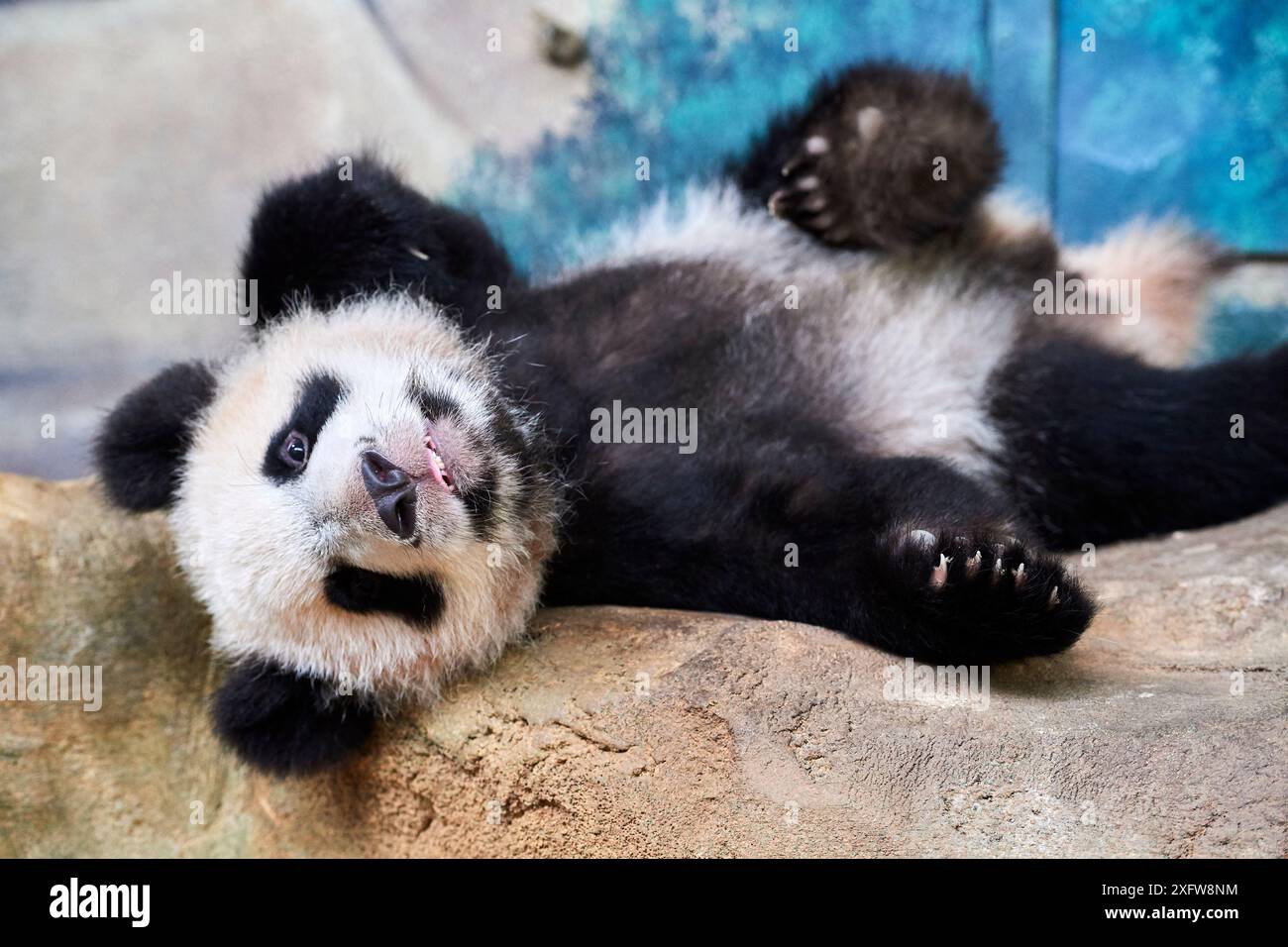 Giant panda cub (Ailuropoda melanoleuca) lying down, Yuan Meng, first ...