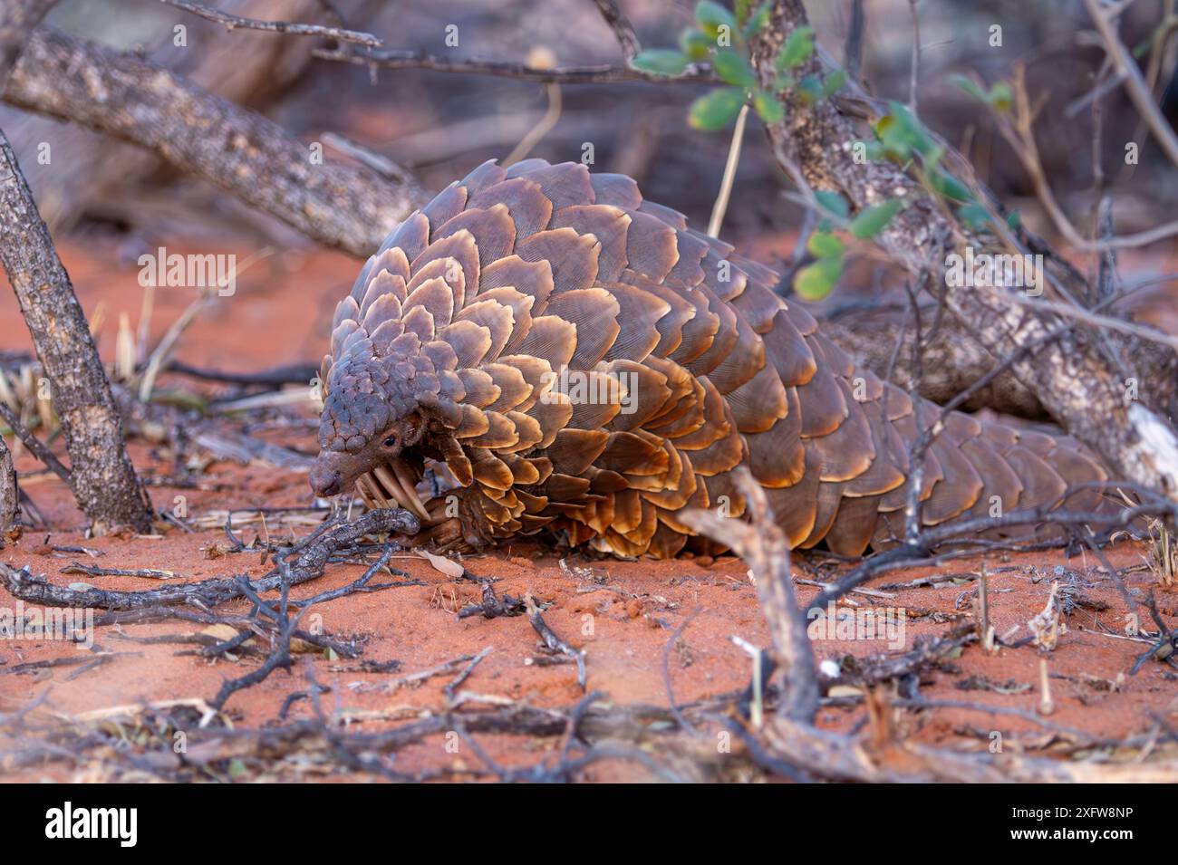 Pangolin foraging for food in the Kalahari Stock Photo - Alamy