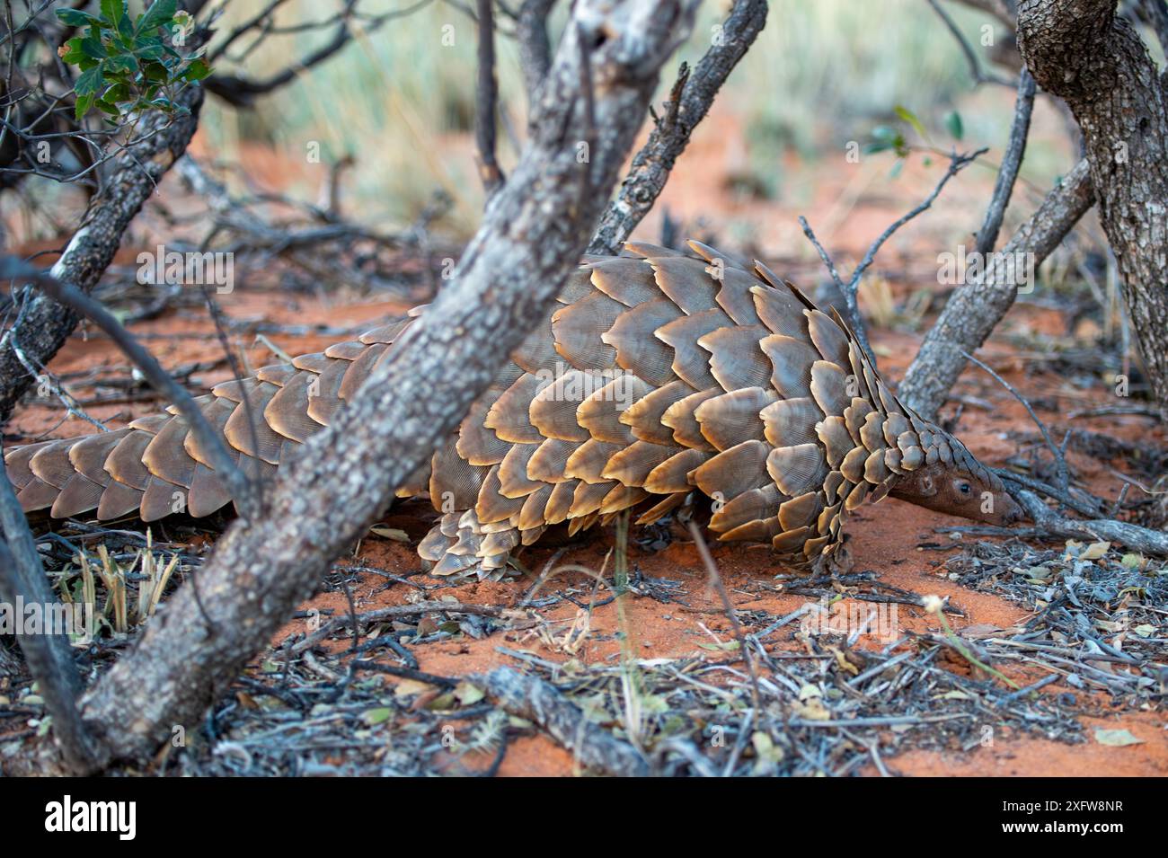 Pangolin foraging for food in the Kalahari Stock Photo - Alamy