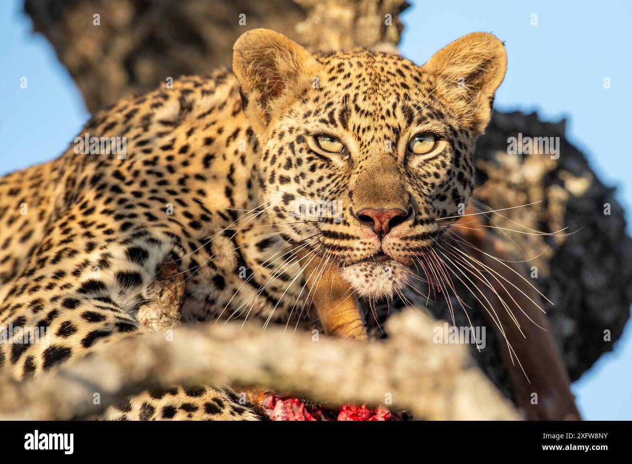 Leopard with kill watching baboons in South Africa Stock Photo - Alamy