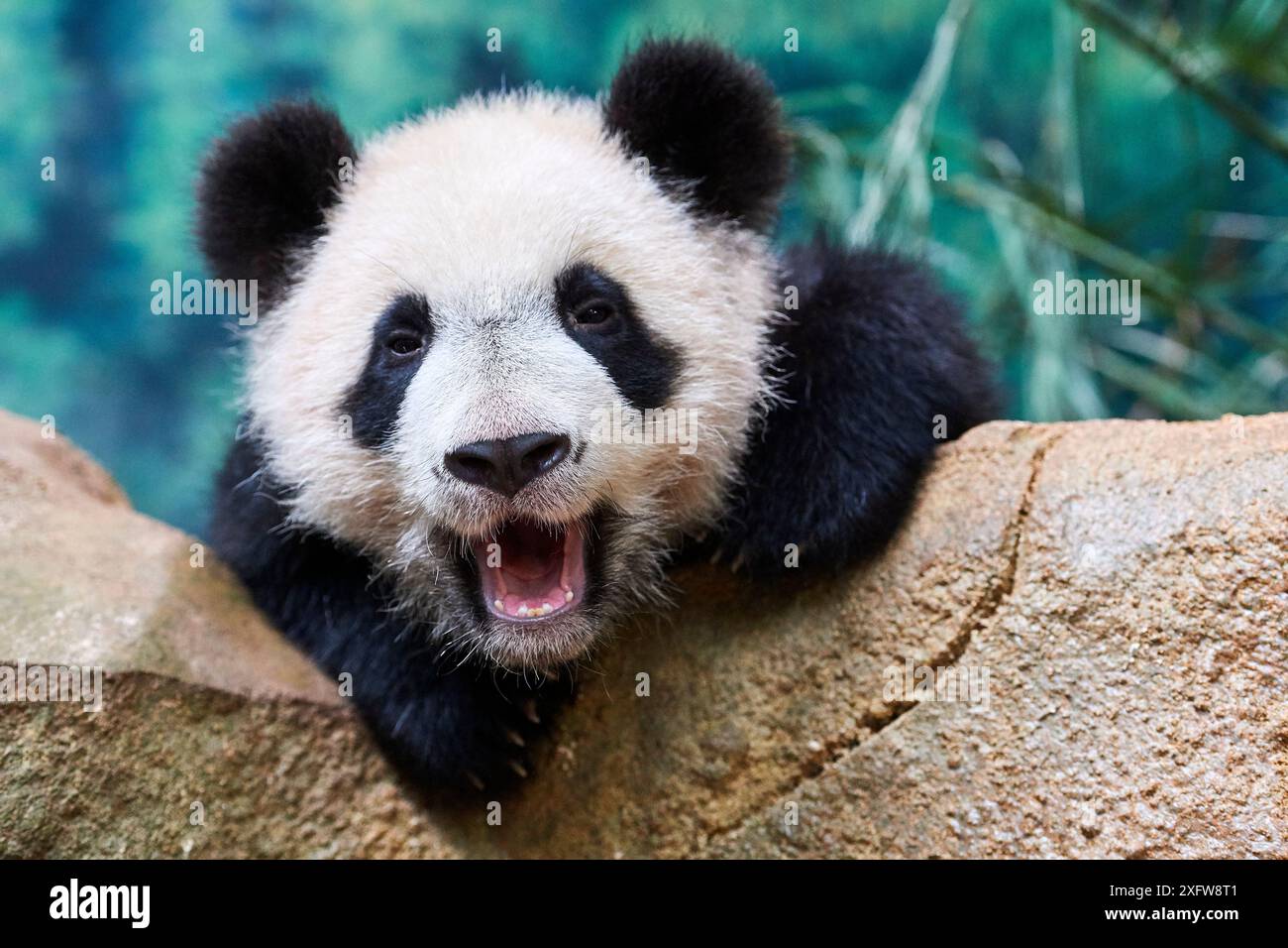 Giant panda (Ailuropoda melanoleuca) cub yawning. Yuan Meng, first ...