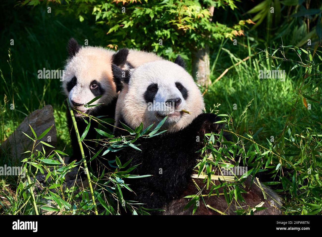 Giant panda (Ailuropoda melanoleuca) female, Huan Huan feeding on ...