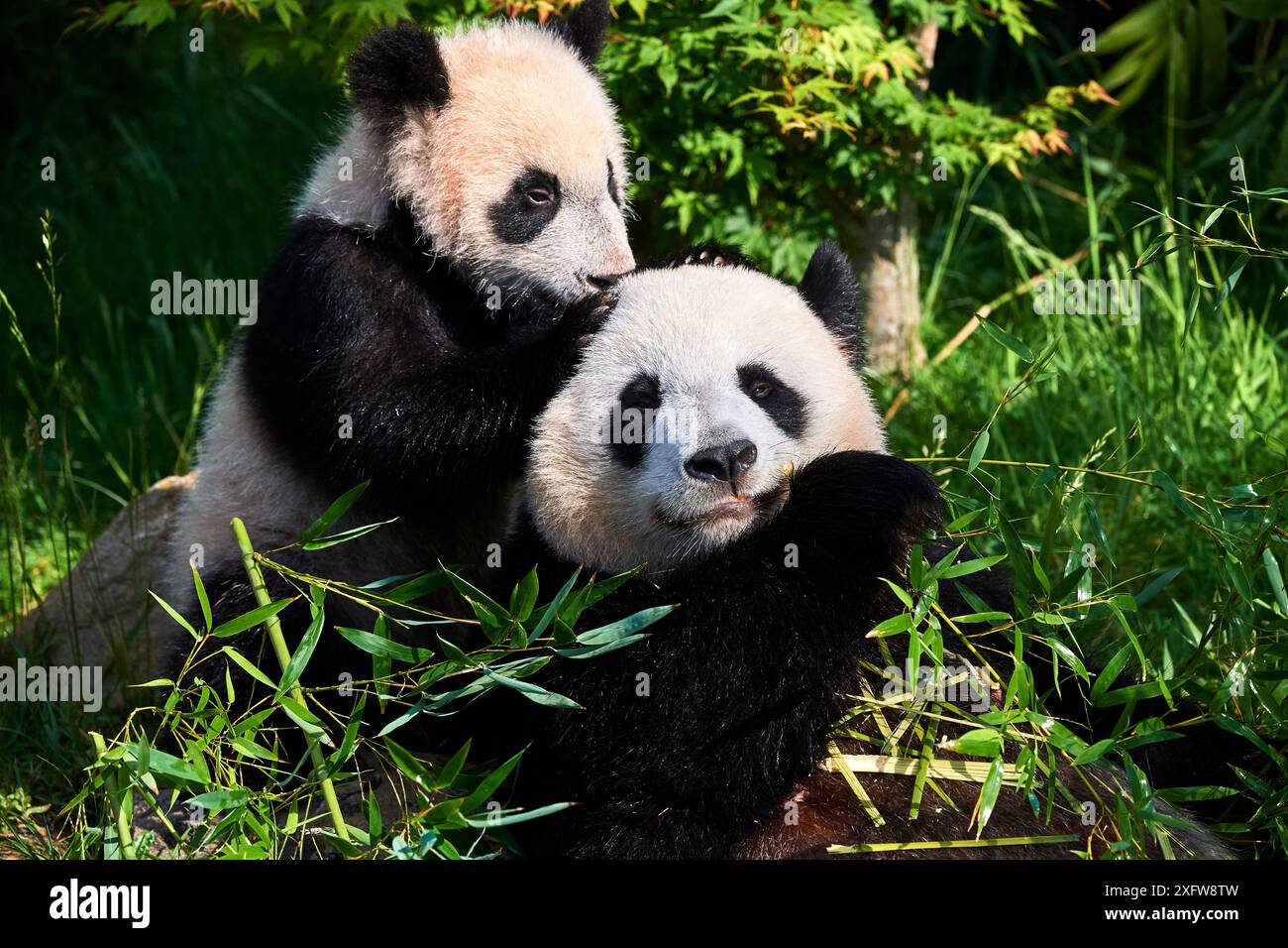 Giant panda (Ailuropoda melanoleuca) female, Huan Huan feeding on ...