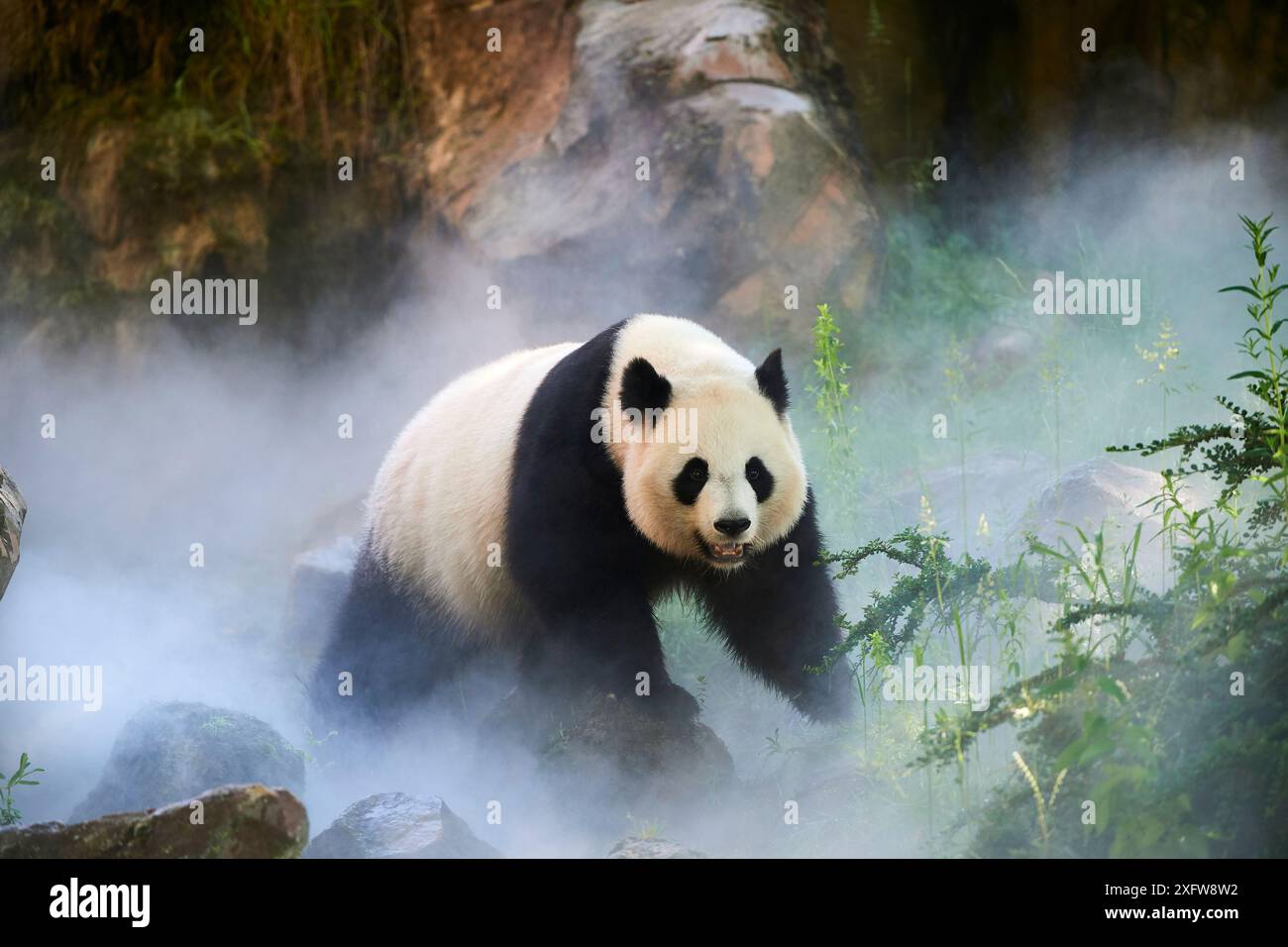 Giant panda (Ailuropoda melanoleuca) female, Huan Huan, out in her ...