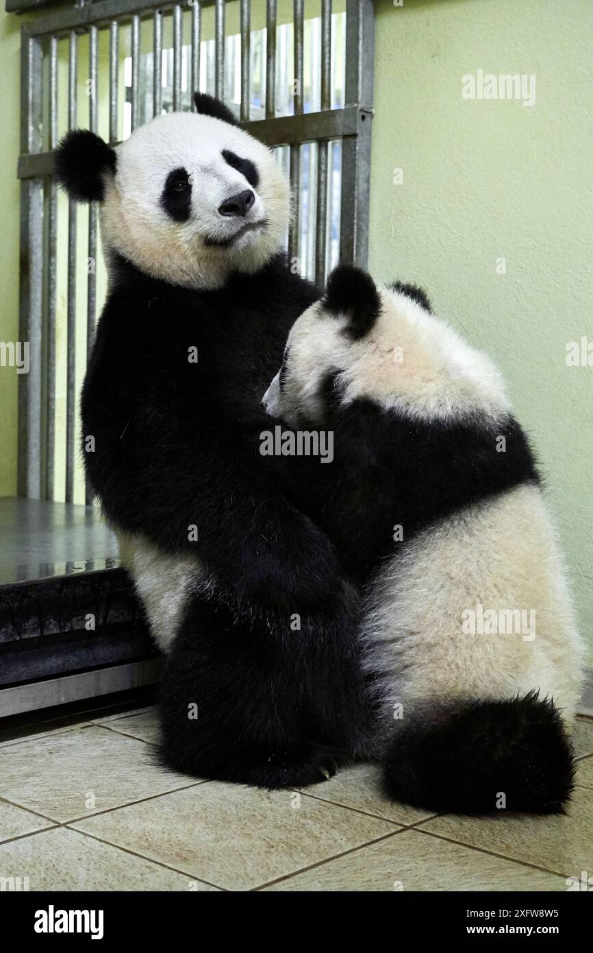 Giant panda cub (Ailuropoda melanoleuca) Yuan Meng suckling from his ...