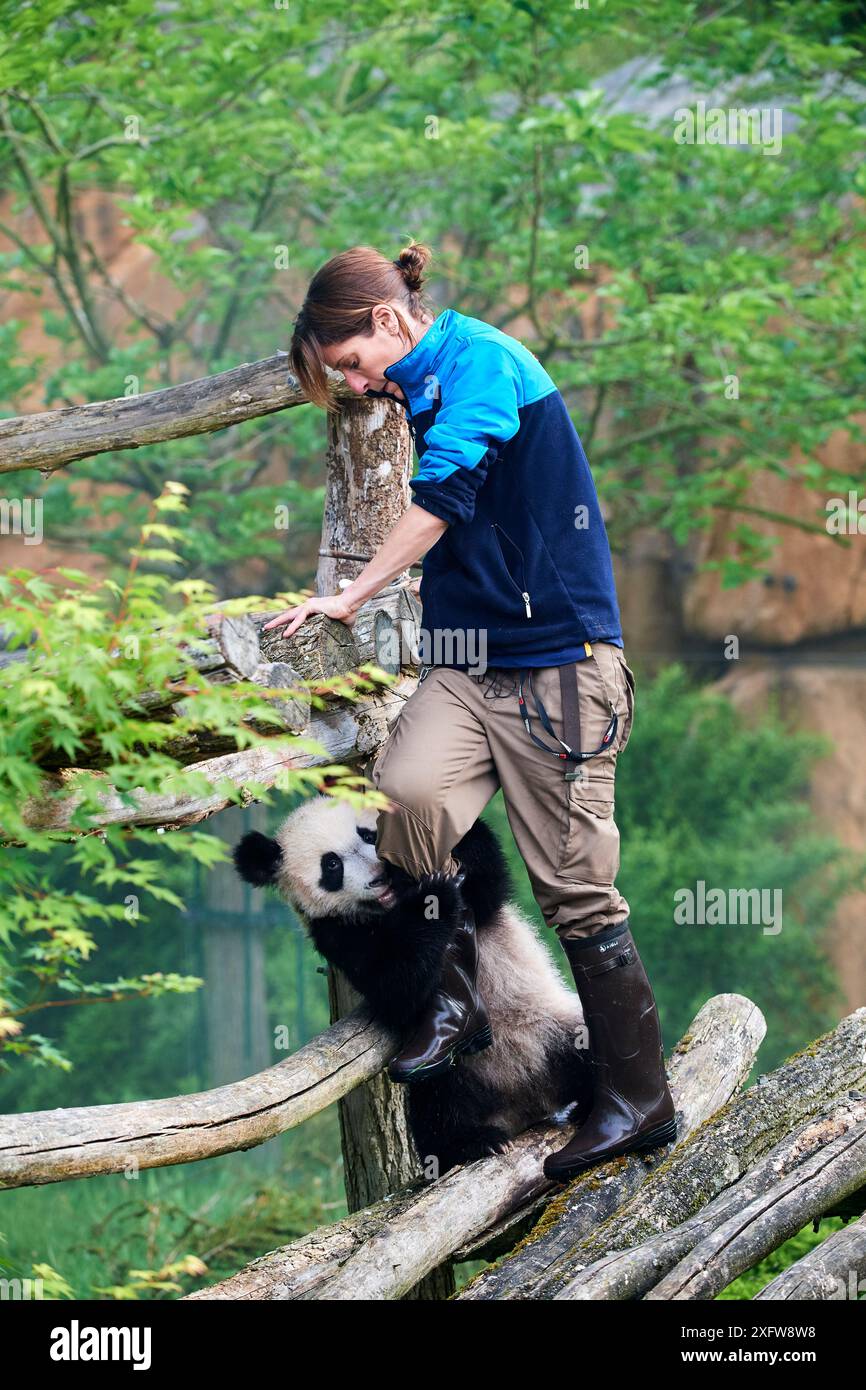 Giant panda (Ailuropoda melanoleuca) cub captive, wants to play with ...