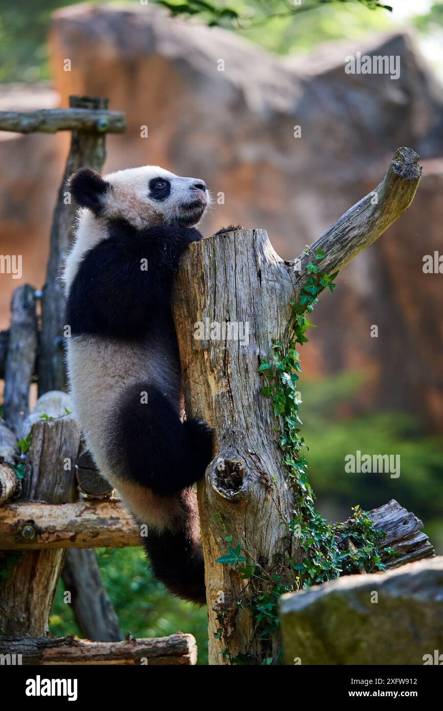 Giant panda (Ailuropoda melanoleuca) cub climbing and exploring its ...