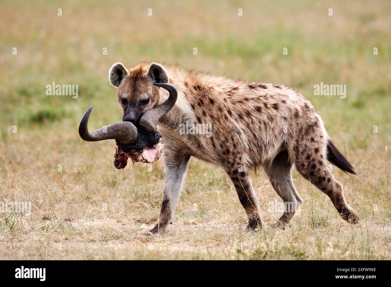 Spotted hyena (Crocuta crocuta) with a wildbeest skull, Masai Mara ...