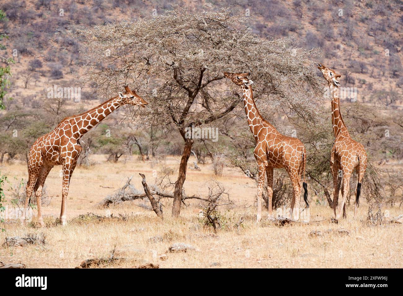 Reticulated giraffes (Giraffa camelopardalis reticulata) feeding on ...