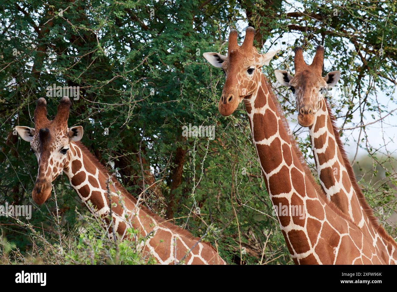 Three reticulated giraffe (Giraffa camelopardalis reticulata) head and ...