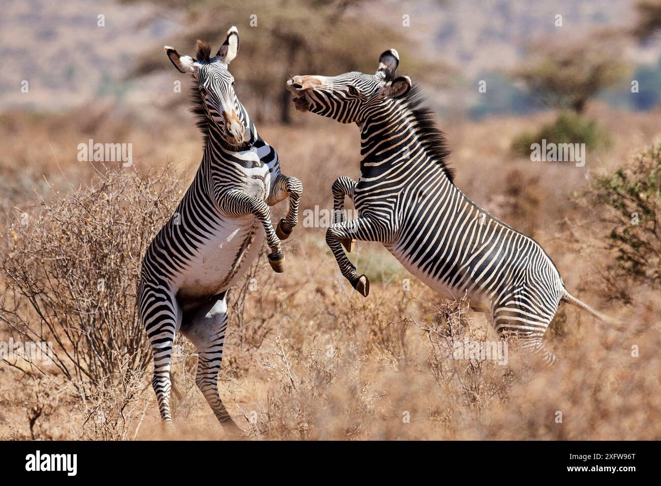 Grevy zebra (Equus grevyi) stallions fighting, Samburu National Reserve ...