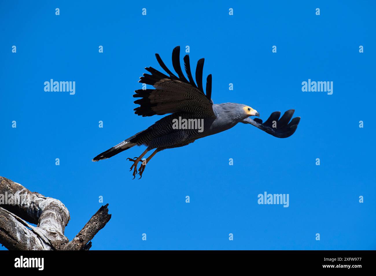 African harrier hawk gymnogene hi-res stock photography and images - Alamy