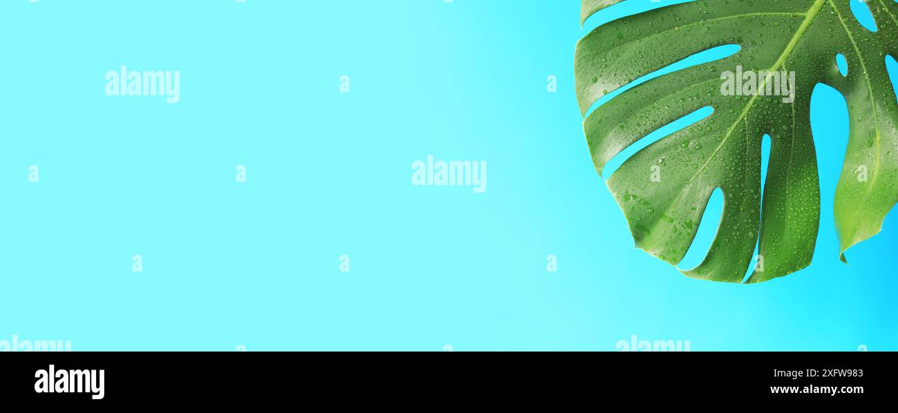 Monstera leaf on a blue background. Summer background. Wet monstera ...