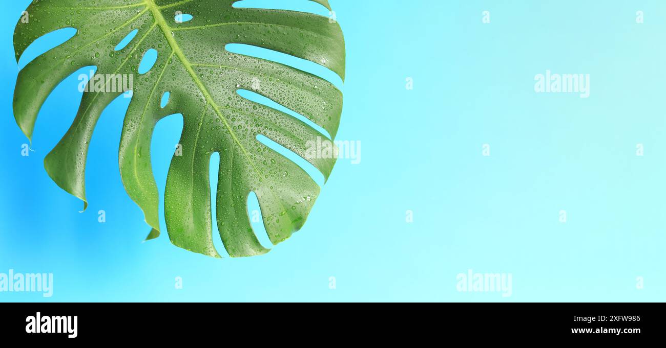 Monstera leaf on a blue background. Summer background. Wet monstera ...