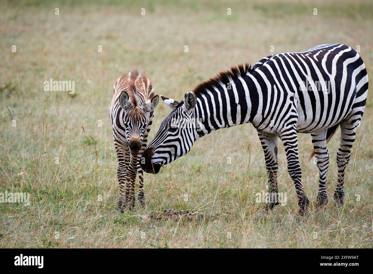 Common zebra (Equus quagga) mother and foal greeting Masai Mara ...