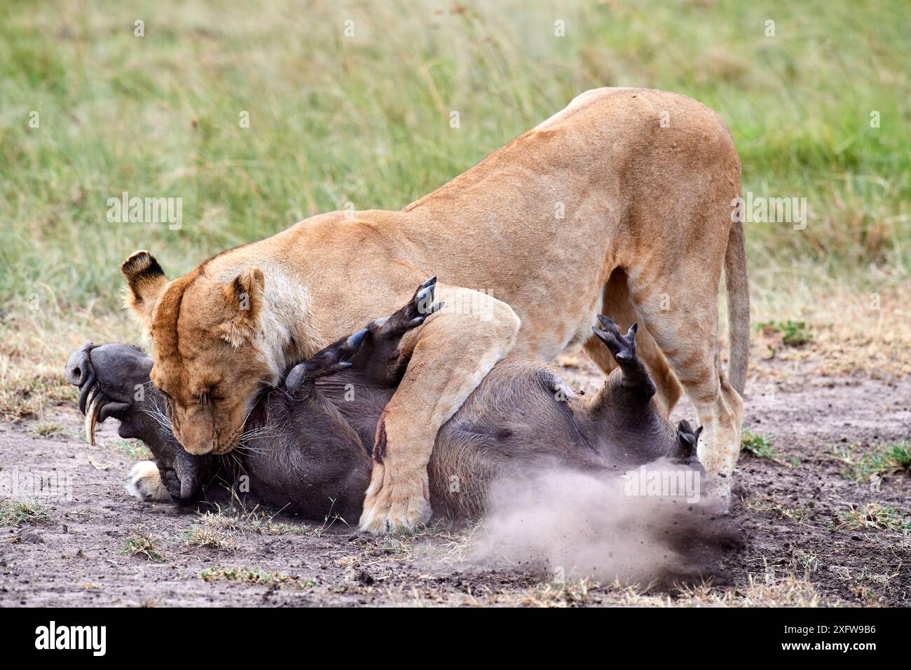 African lion (Panthera leo) female suffocating a common warthog prey (Phacochoerus africanus ...