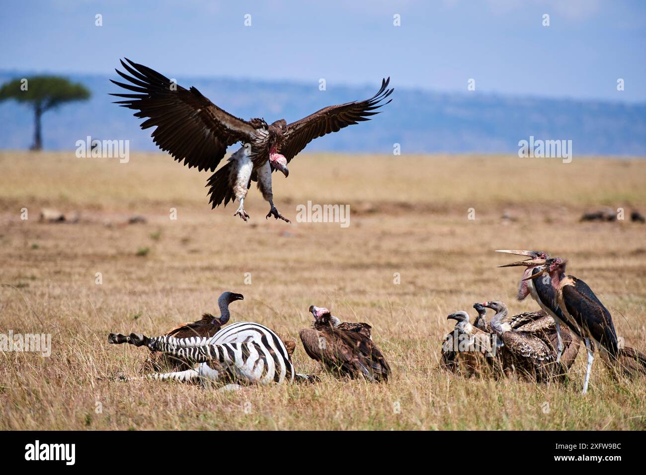 Lappet faced vulture (Aepyoius / torgus tracheliotus) landing on zebra ...