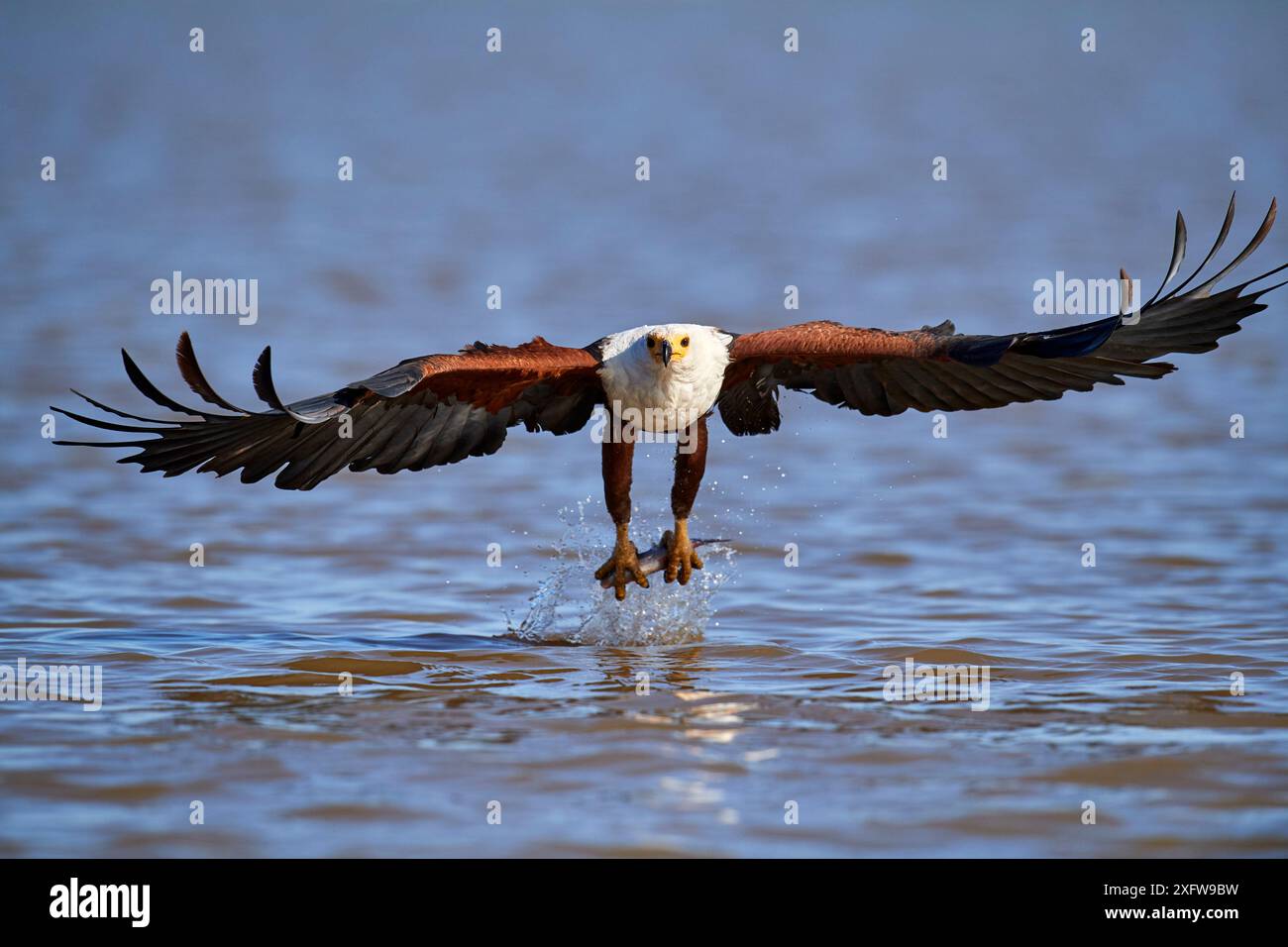African fishing eagle hi-res stock photography and images - Alamy