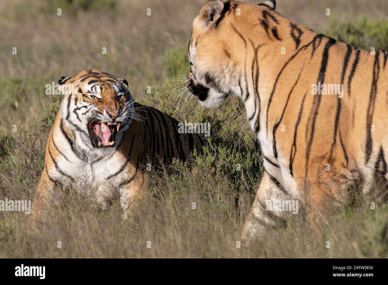 Tigers fighting in South Africa Stock Photo - Alamy