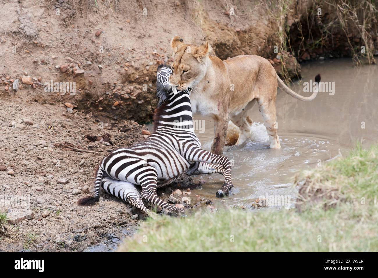 African lion (Panthera leo), lioness killing plain zebra foal (Equus ...