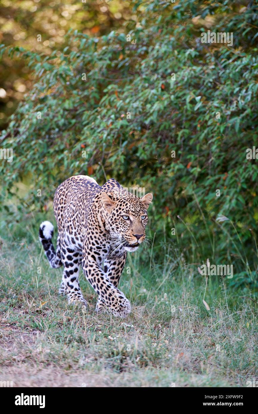 Leopard (Panthera pardus) male with blue eyes walking, Masai Mara ...