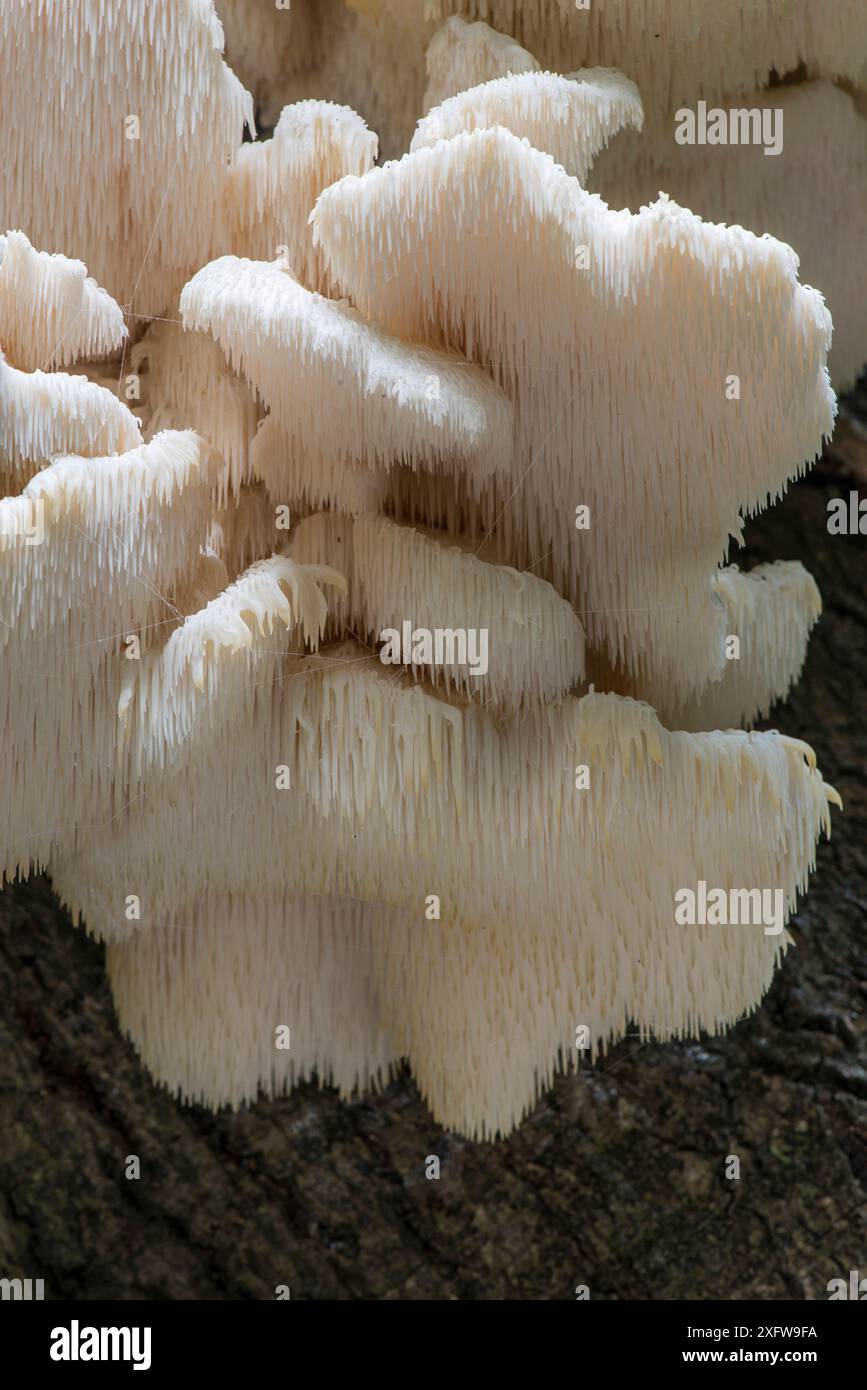 Tiered tooth fungus (Hericium cirrhatum) Sussex, England, UK. September ...