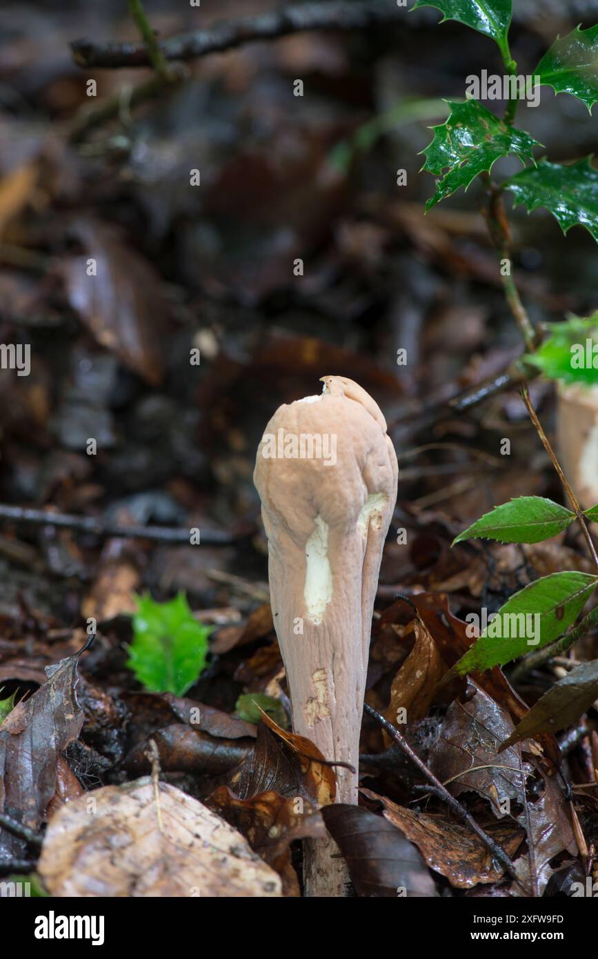 Giant club fungus (Clavariadelphus pistillaris) Sussex, England, UK ...