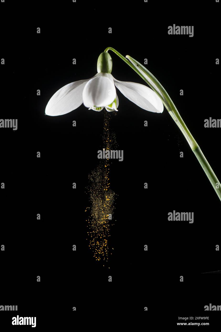 Buzz pollination hi-res stock photography and images - Alamy