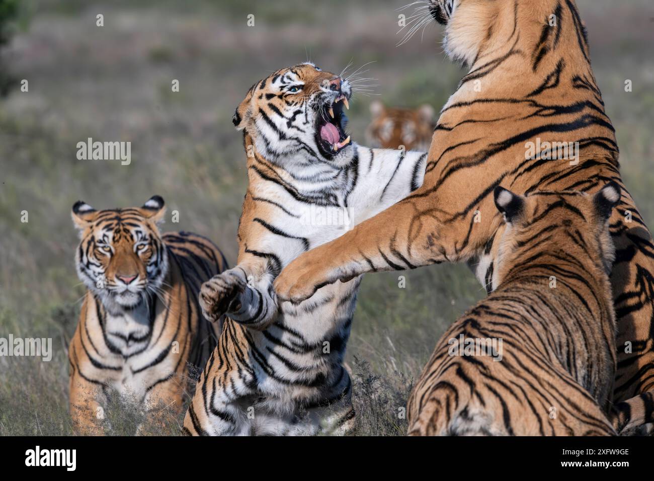 Tigers fighting in South Africa Stock Photo - Alamy
