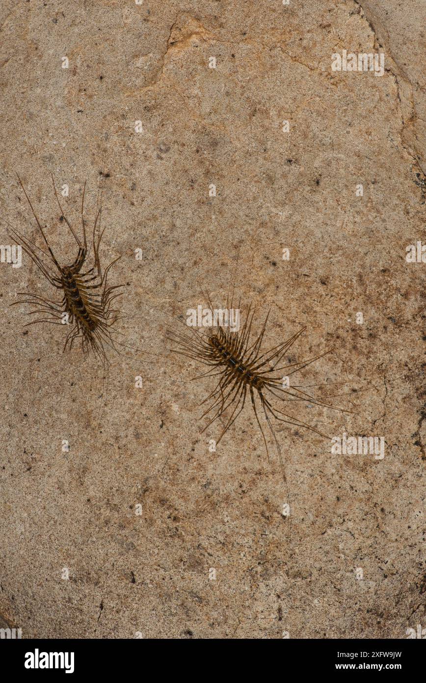 Long-legged centipede (Scutigera sp) two in Gomantong Cave, Sabah ...