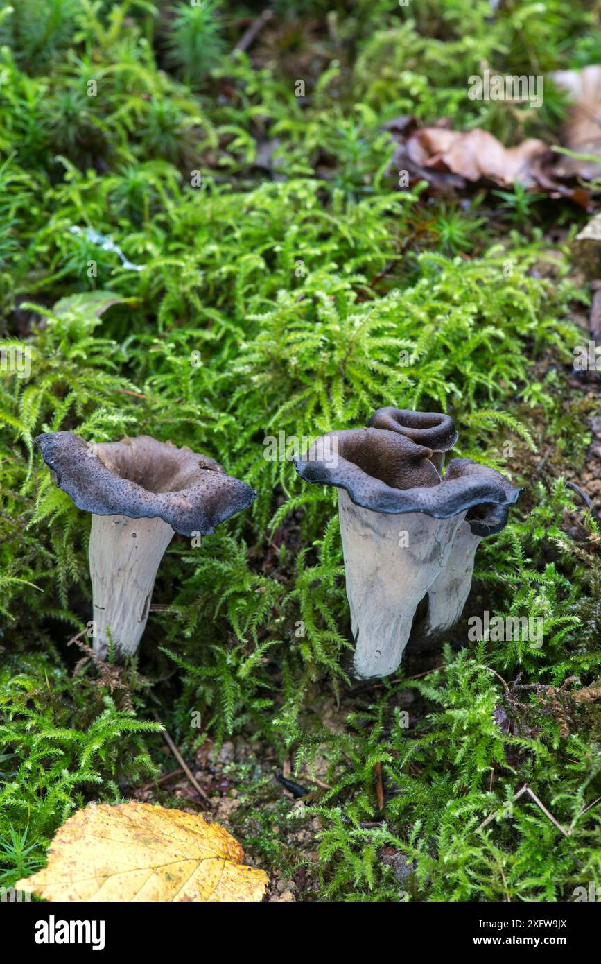 Horn of plenty fungus (Craterellus cornucopioides) Sussex, England, UK ...