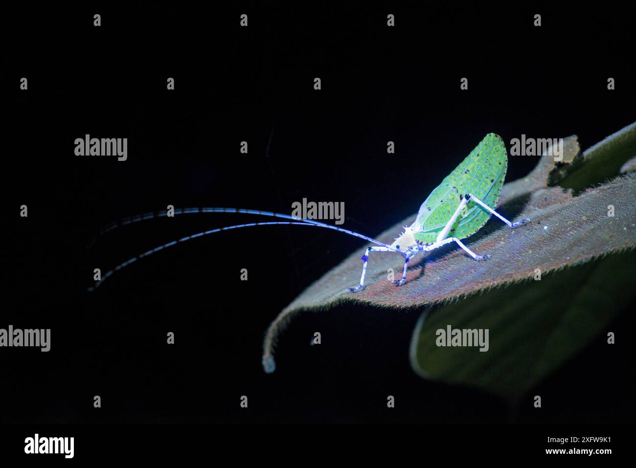 Longhorn grasshopper (Deispona sp) at night lit by UV light. Mt ...