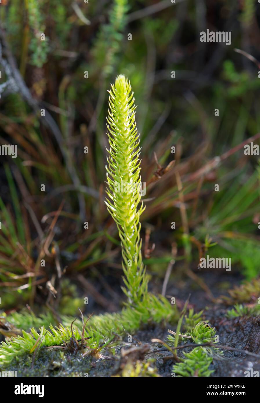 Marsh clubmoss (Lycopodiella inundata) Thursley, Surrey, UK Stock Photo ...
