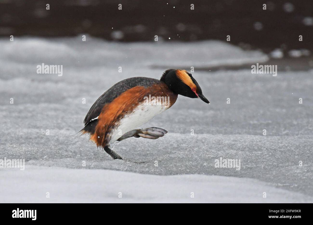 Slavonian / Horned Grebe (Podiceps auritus) male escaping by walking ...