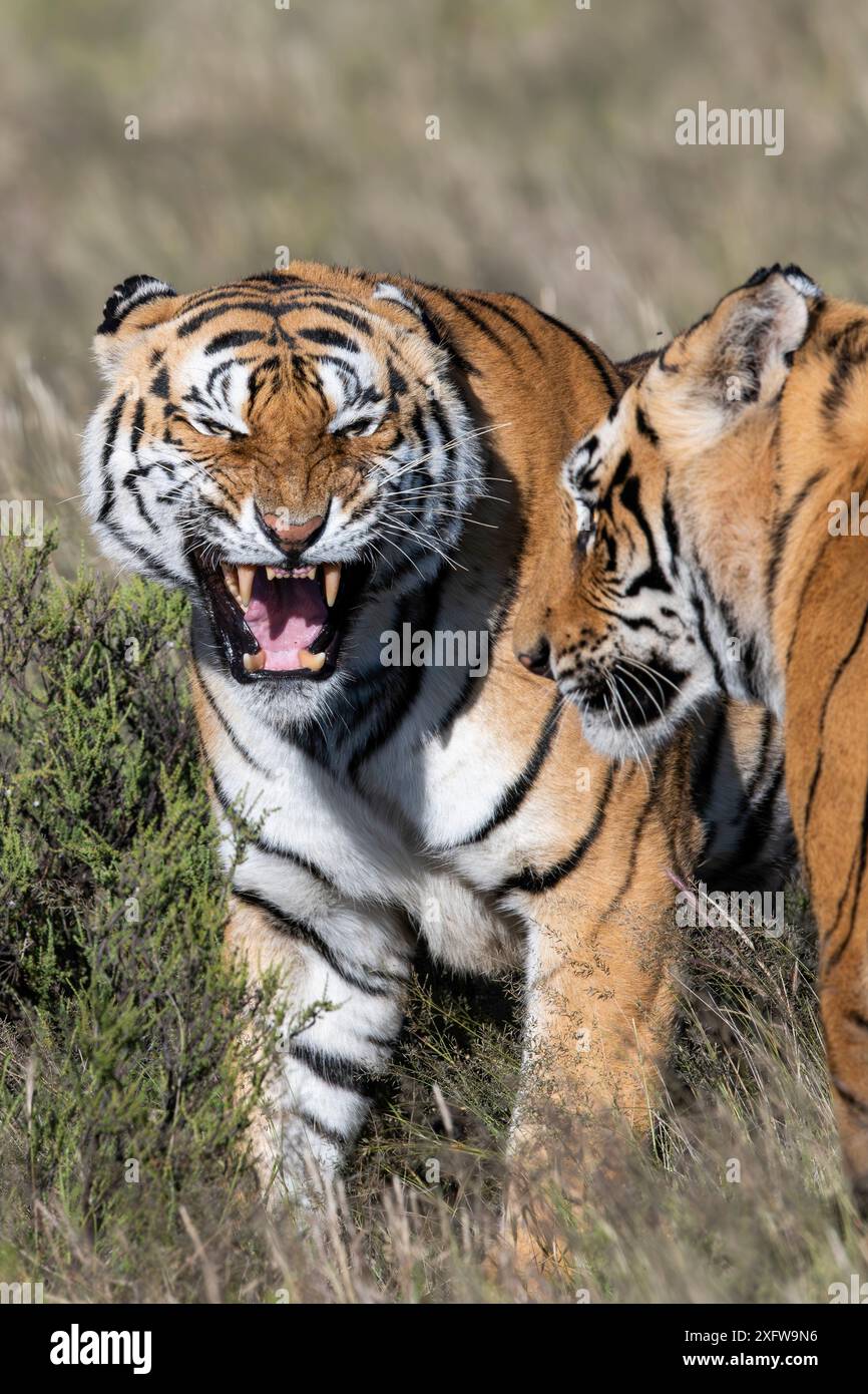 Tiger fighting hi-res stock photography and images - Alamy
