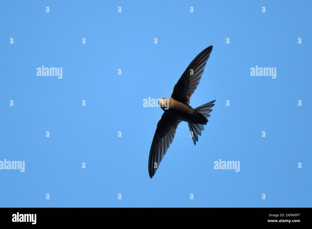 Common swift (Apus apus) flying overhead with its tail feathers spread ...