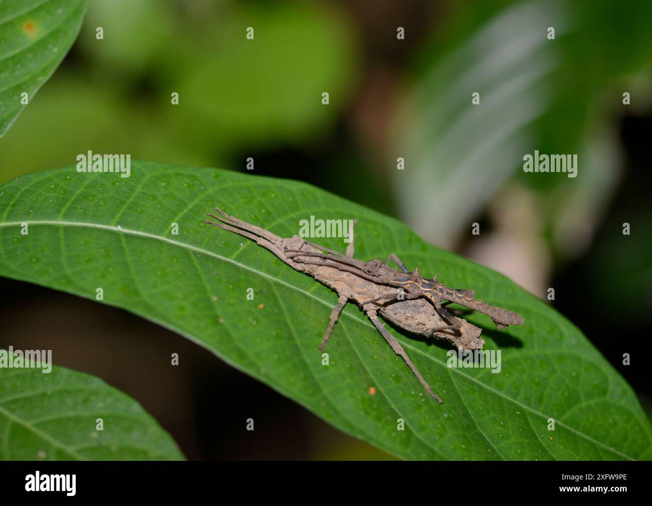 Stick Insect (Phasmidae) mating pair. Mount Kinabalu, Borneo Stock ...