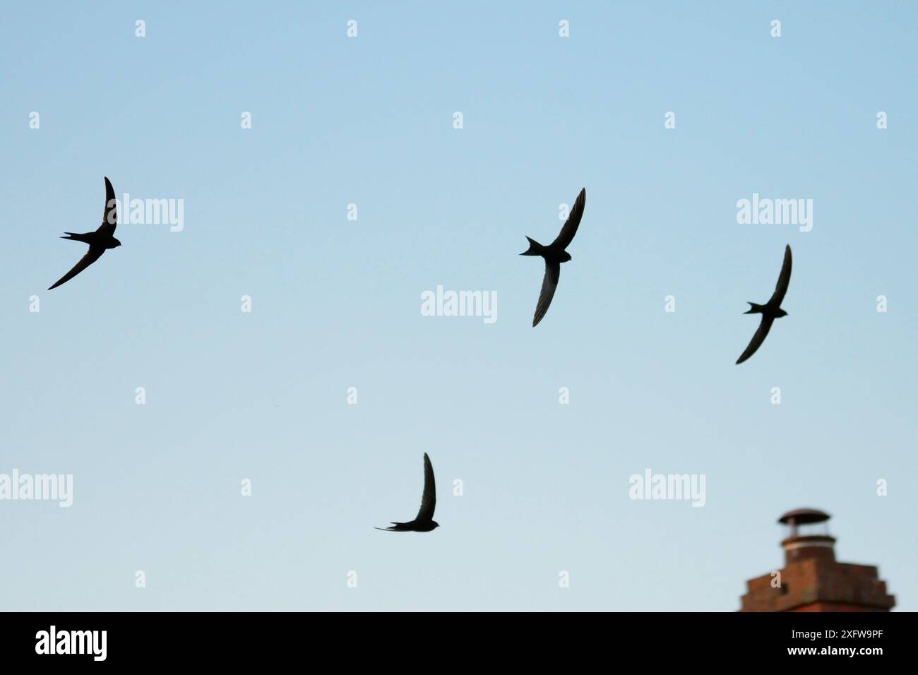 Swift bird uk cutout hi-res stock photography and images - Alamy