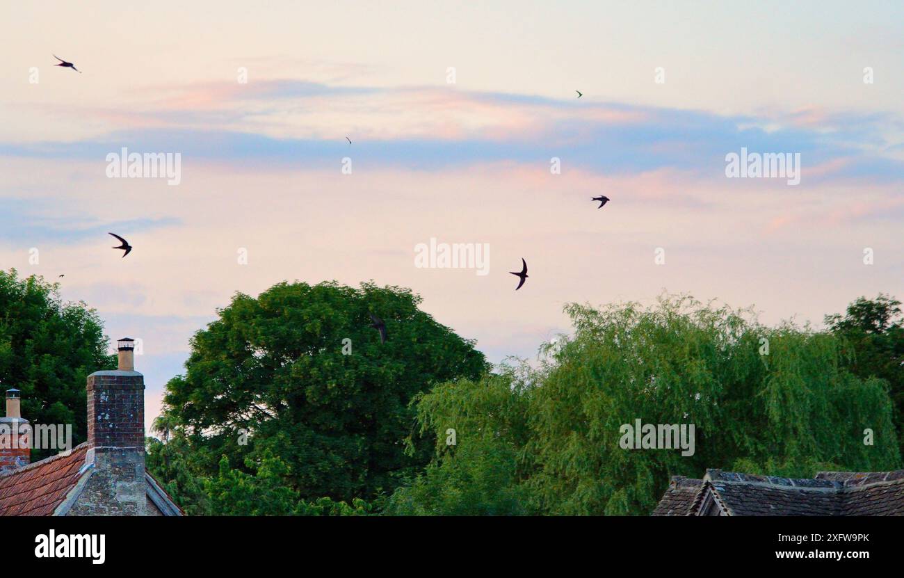Common swift (Apus apus) screaming as they fly in formation over ...