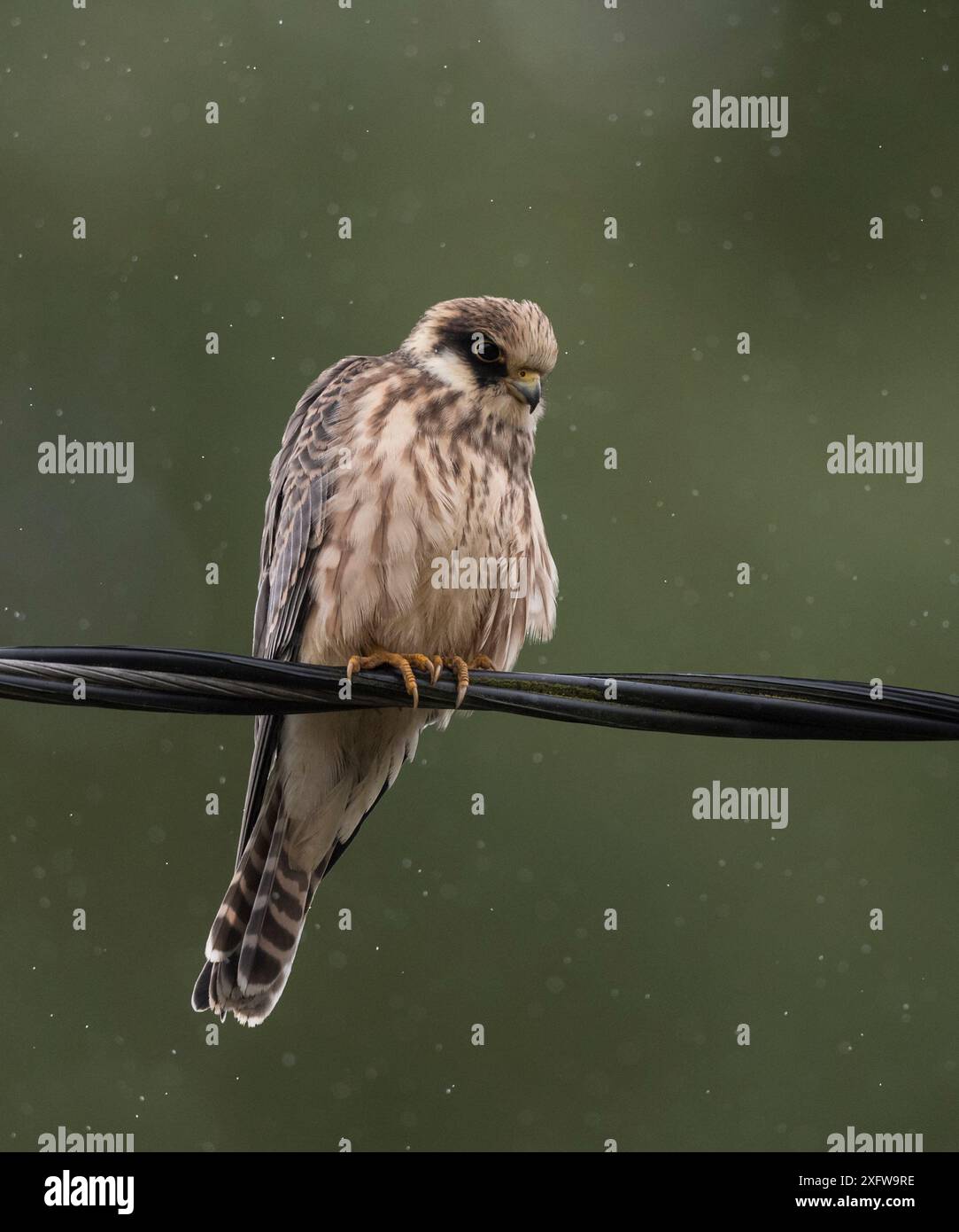 Falco vespertinus juvenile hi-res stock photography and images - Alamy