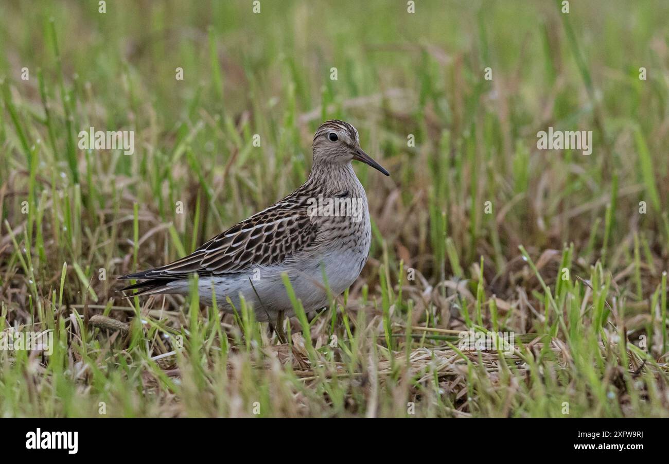 Pectoral sandpiper (Calidris melanotos), Finland, September Stock Photo ...