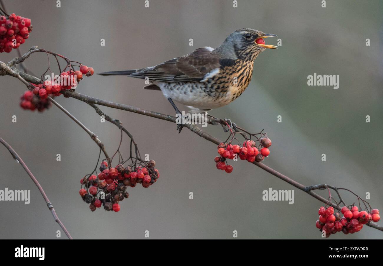 Fieldfare (Turdus pilaris)feeding on Rowan tree berries (Sorbus ...